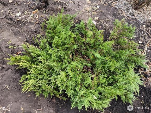 Можжевельник Лайм Глоу (Lime Glow) Воронеж - — Воронеж — Доска ...